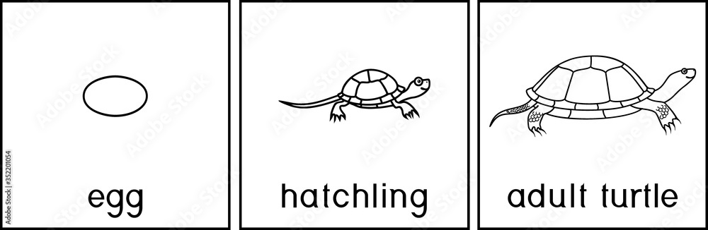Coloring page with life cycle of European pond turtle (Emys orbicularis ...