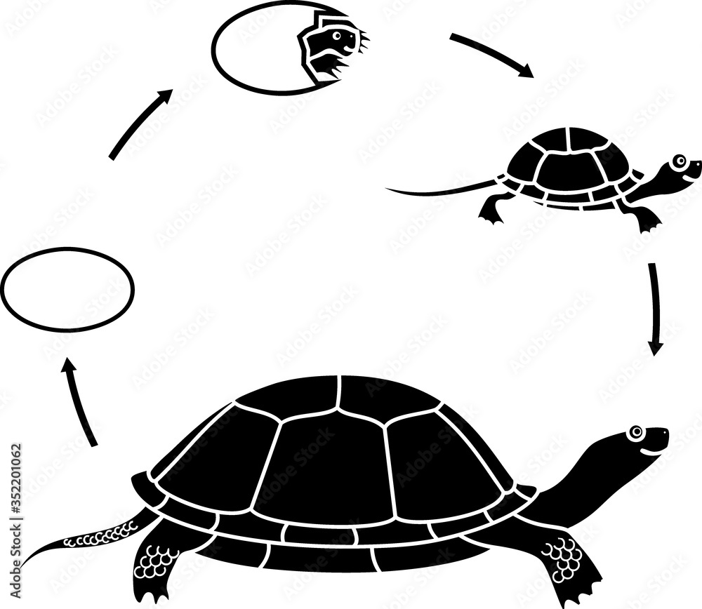 Life cycle of European pond turtle (Emys orbicularis). Sequence of ...