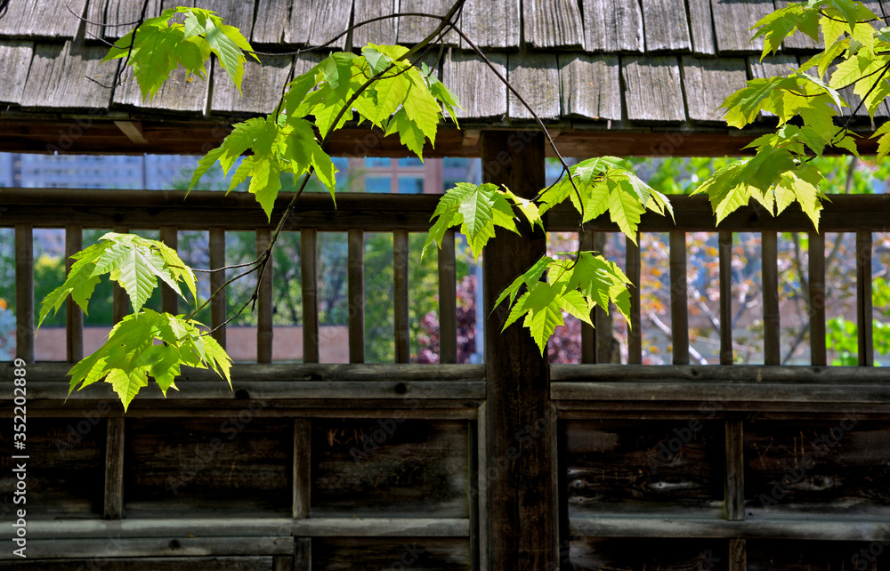 Fresh maple leaves with the Japanese garden design fences in Kariya ...
