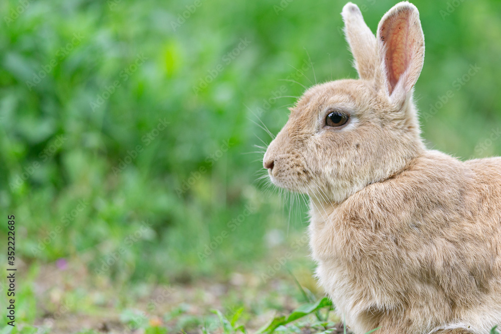 Blond wild rabbit sitting in the green grass, wildlife photo, Dutch ...