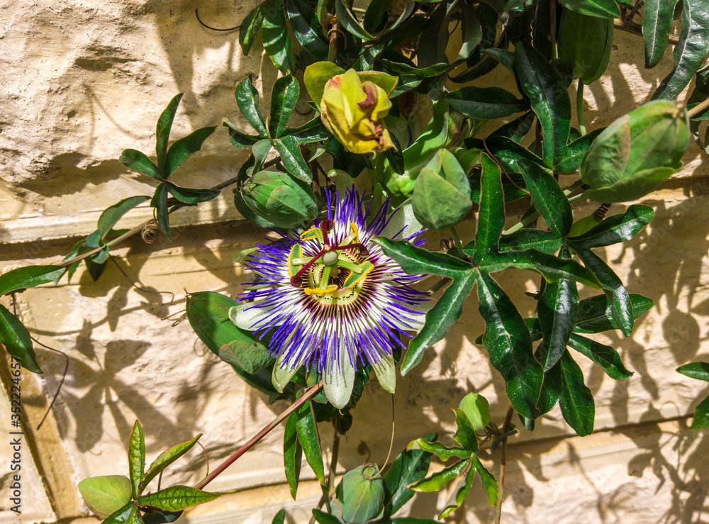 Beautiful exotic passiflora flower close-up. Blooming pasiflora, green ...