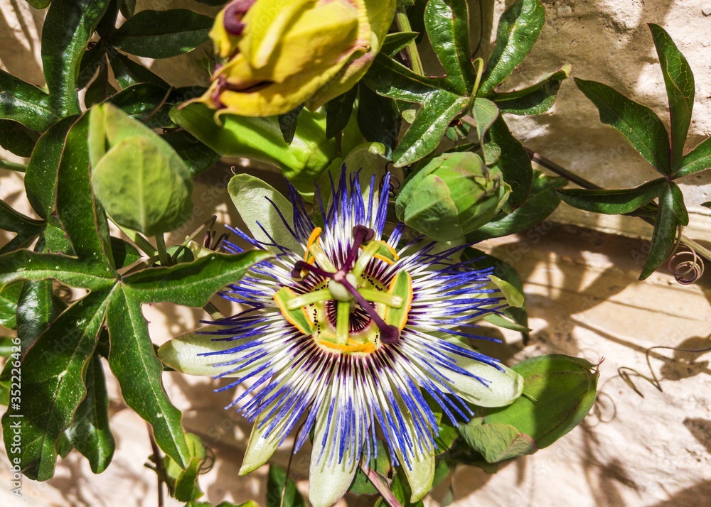 Beautiful exotic passiflora flower close-up. Blooming pasiflora, green ...