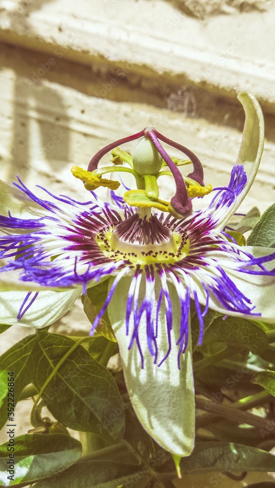 Beautiful exotic passiflora flower close-up. Blooming pasiflora, green ...