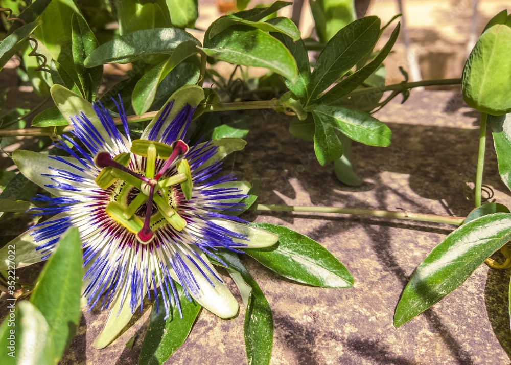 Beautiful exotic passiflora flower close-up. Blooming pasiflora, green ...