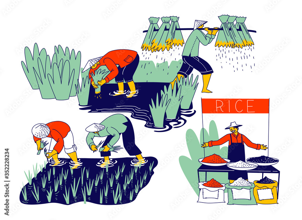Farmers Characters Soaked with Water and Mud Planting and Grow Rice in ...