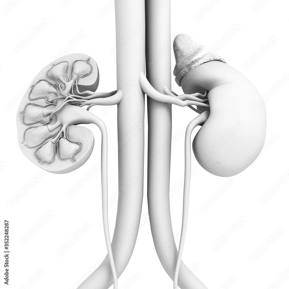 Kidney anatomy, cross-section, white background, medically 3D ...