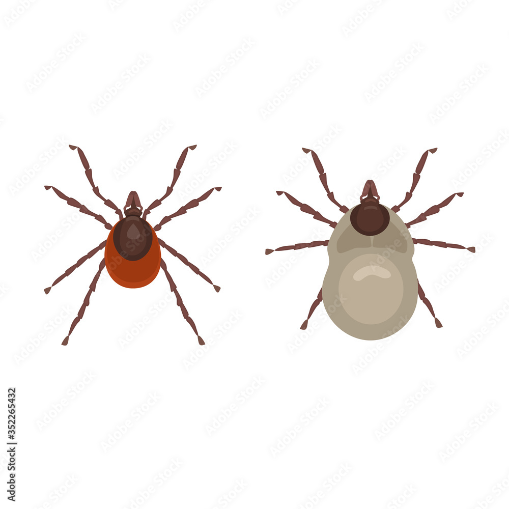 Tick forest parasite, a carrier of dangerous diseases. A tick in the ...