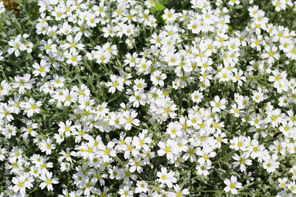 Very beautiful small white flowers in an urban flowerbed. Good ...