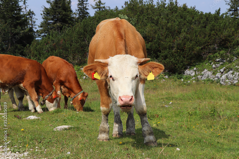 Eye Fight between a photographer and a cow. Who will retreat first ...