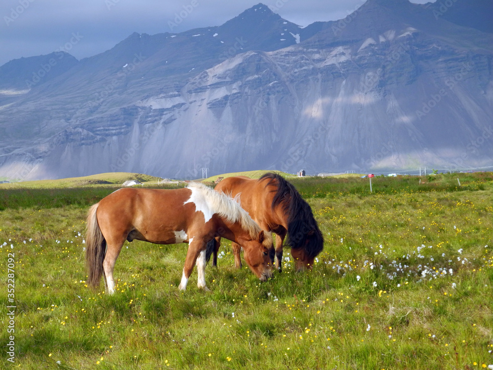 Island-Ponys Stock Photo | Adobe Stock