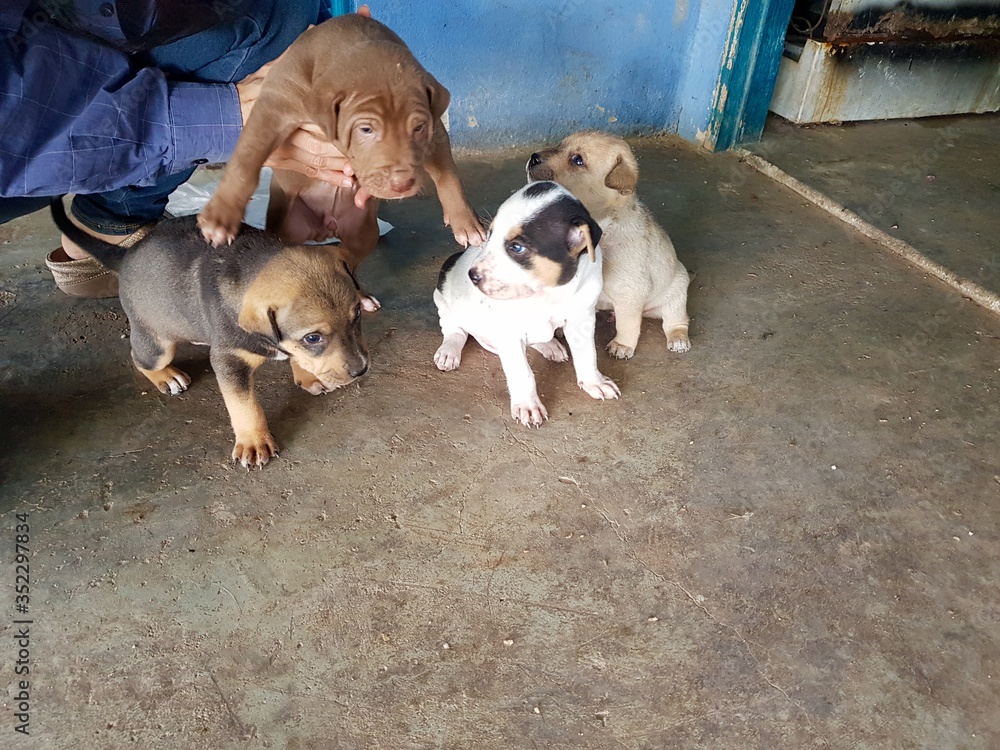 Carrying a puppy with four puppies Four puppies are growing day and ...