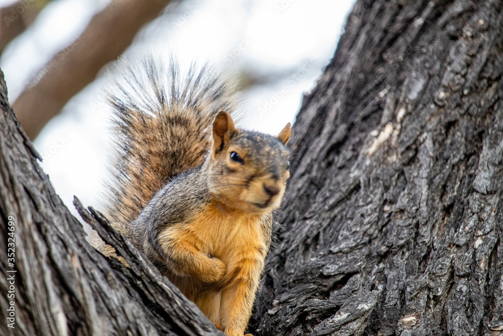 Angry squirrel Stock Photo | Adobe Stock