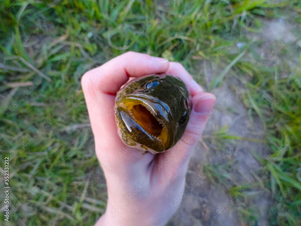 Rotan fish. Rotan fishing. Fishing on a float on the lake. Stock Photo ...