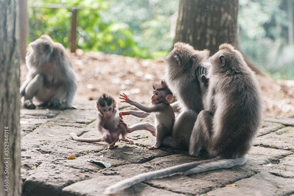 Monkey family with little baby in the forest Ubud Bali Indonesia ...