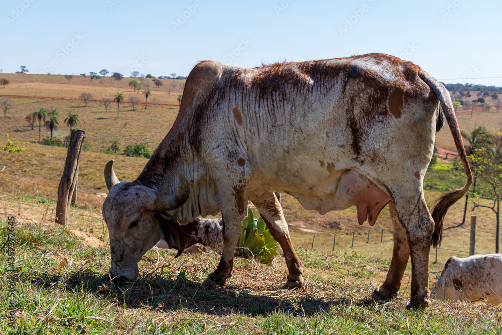 Vaca da raça Gir Leiteiro comendo capim no pasto. Stock Photo | Adobe Stock