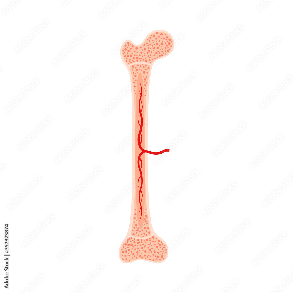 Human bone anatomy Stock Vector | Adobe Stock