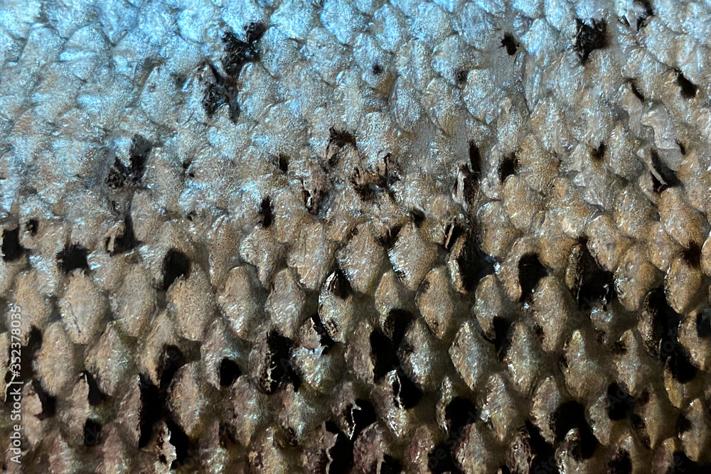 Salmon scales. Close up fish skin texture. Stock Photo | Adobe Stock