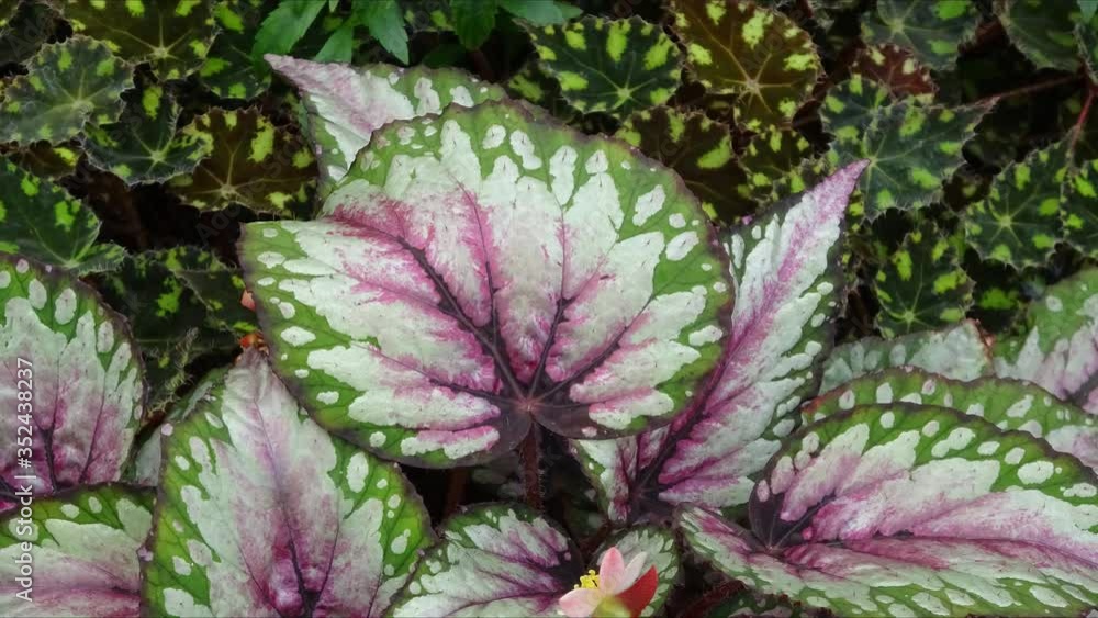 Rex Begonia , Painted Leaf Begonia. Changing , moving colors. 2d ...
