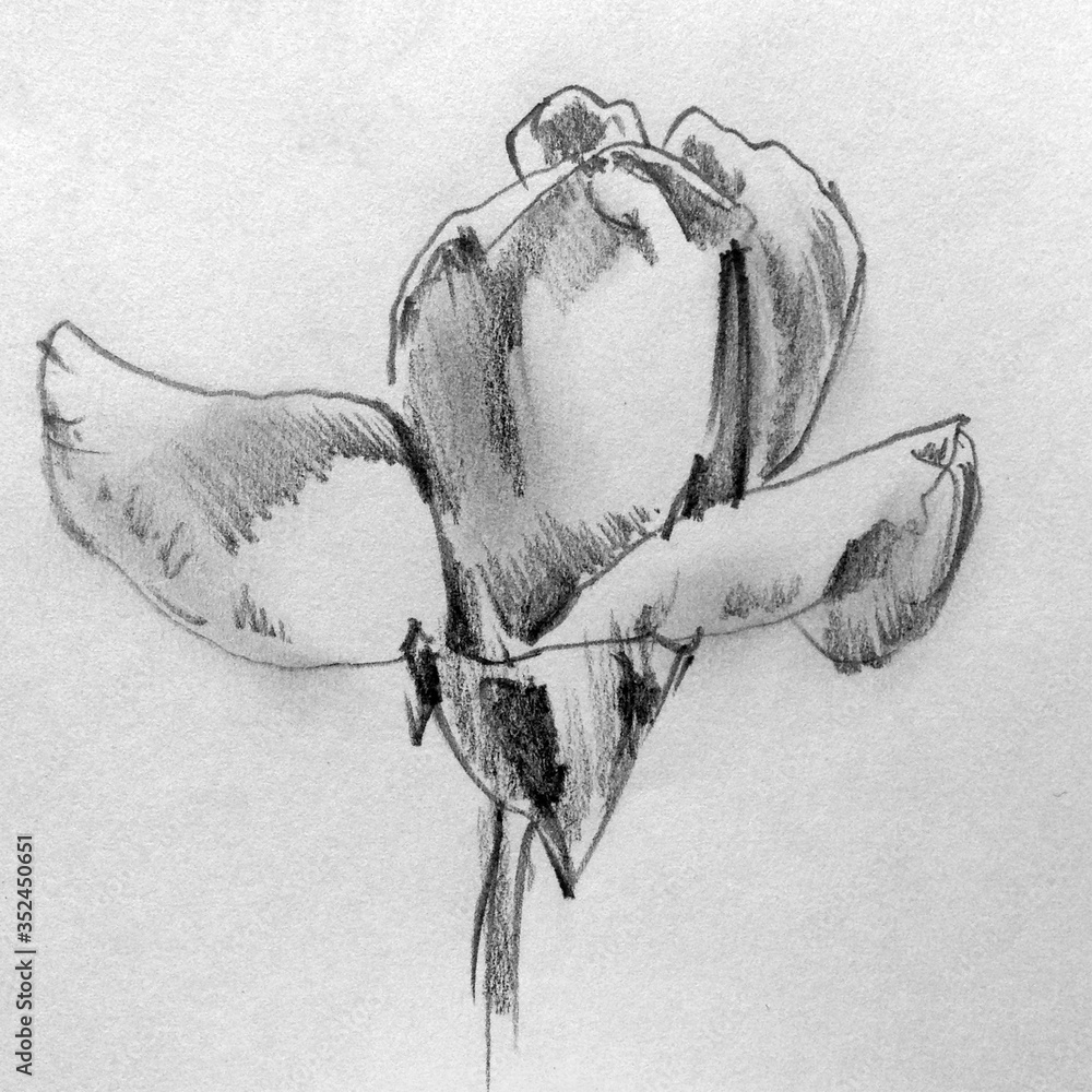 Pencil Drawing Of A Single Rose