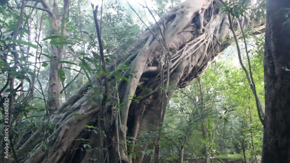 Lower Montane Evergreen Mixed Rain Forests of Sri Lanka. Dominated by ...