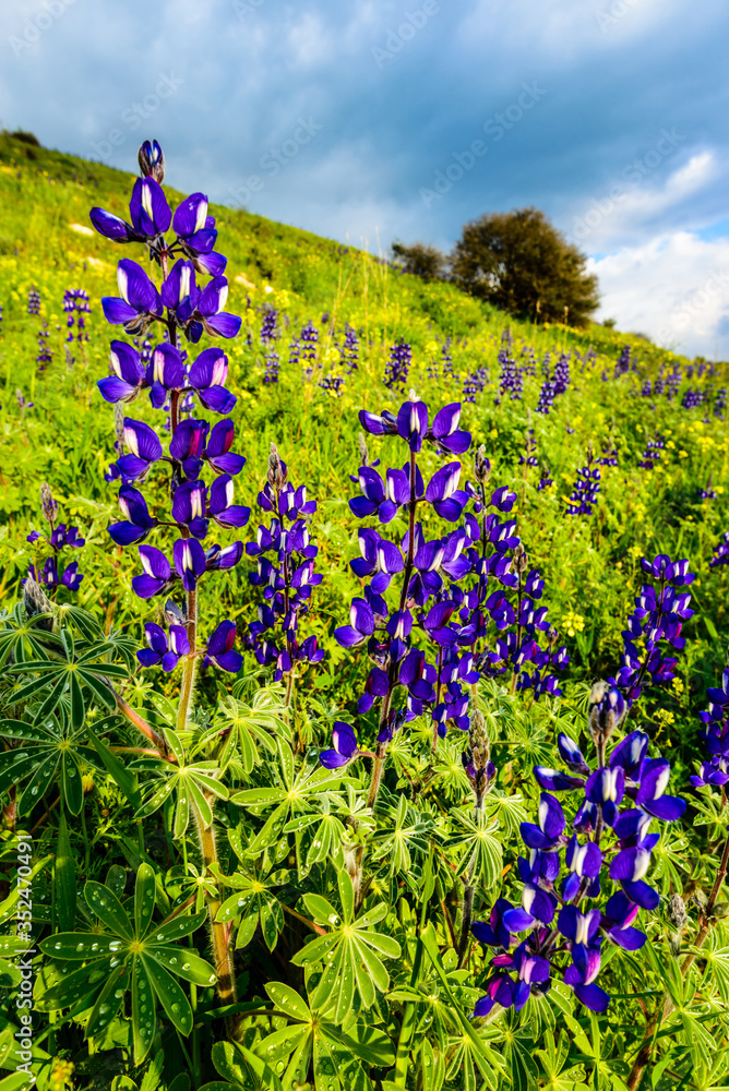 Blue lupine flowers on a hillside of the biblical Valley of Elah where ...
