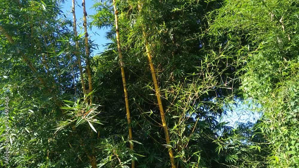 Green bamboo tree with natural background. Bamboos are evergreen ...