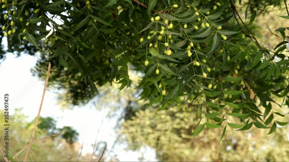 neem tree- natural medicine and fruit growing,selective focus without ...