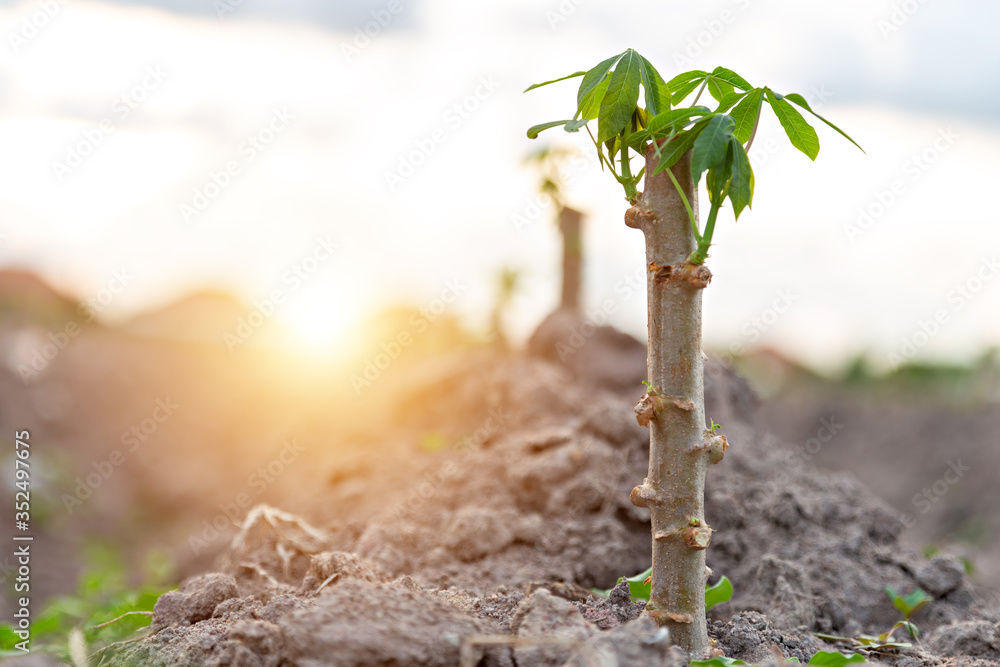 Tapioca fields on natural background, Grow cassava, Season of planting ...