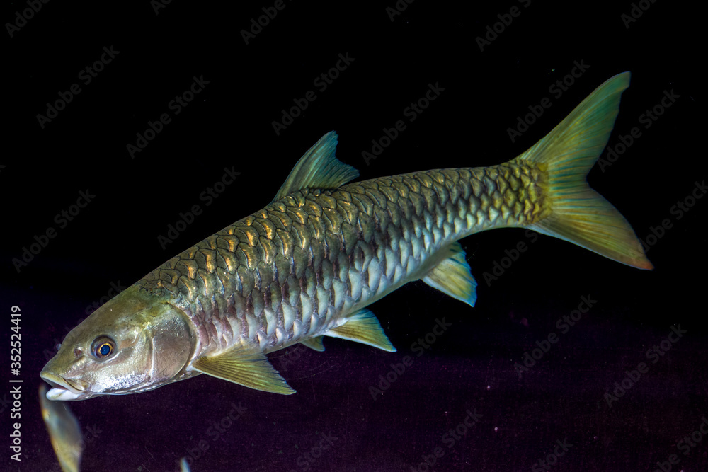 The Indian golden mahseer (Tor putitora) is an endangered species of ...