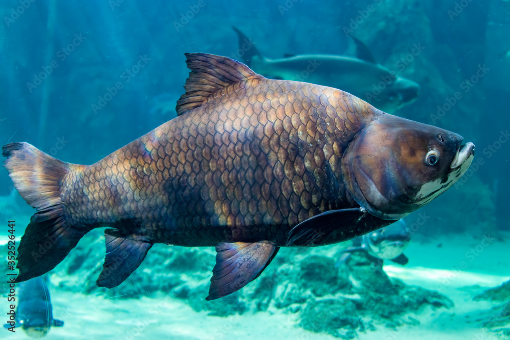 The Siamese giant carp (Catlocarpio siamensis) is the largest species ...