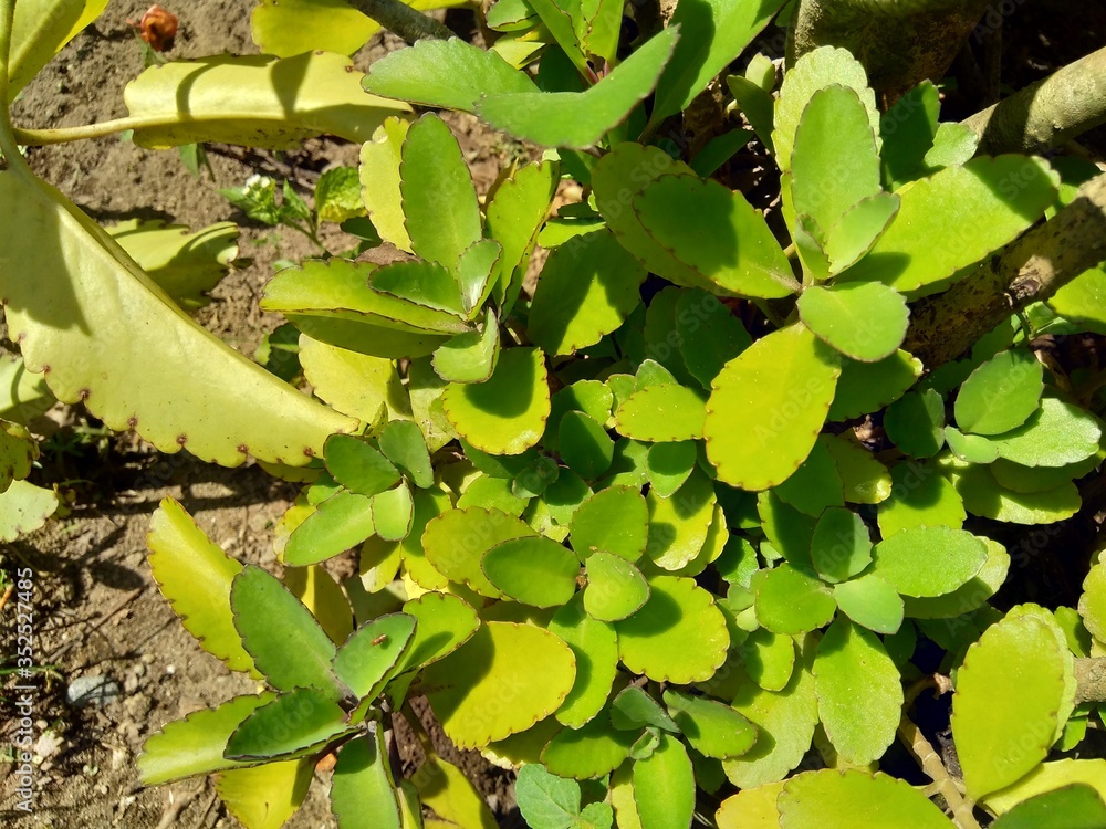 Bryophyllum Pinnatum