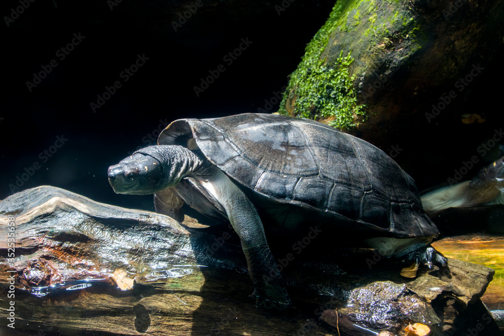 a Roti Island snake-necked turtle stands on the rock. It is a ...