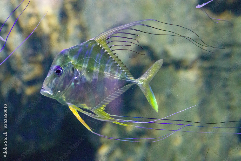 A Juveniles Indian threadfish(Alectis indica) in water. A large species ...