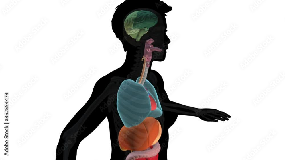 Human internal organs, human anatomy, camera fly through internal ...