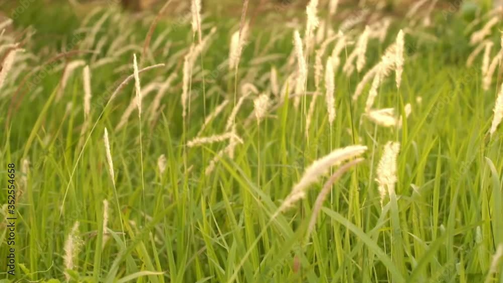 White flowers of Alang-alang, Blady grass, Cogongrass, Japanese ...