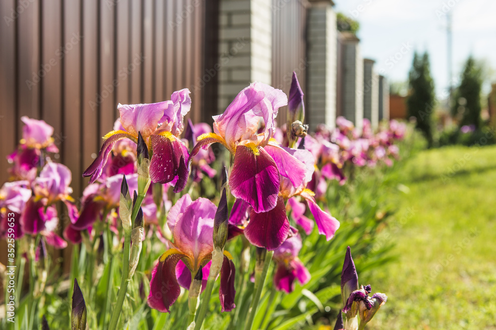 A plant with impressive flowers, garden decoration. Iris germanica is ...