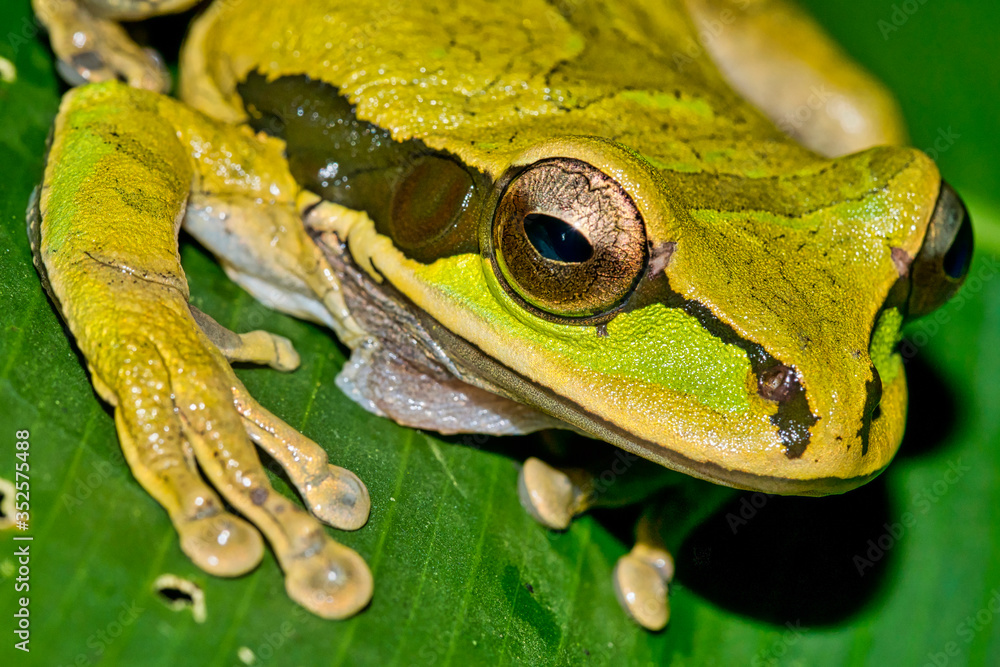 New Granada Cross-banded Tree Frog, Smilisca phaeota, Tropical ...