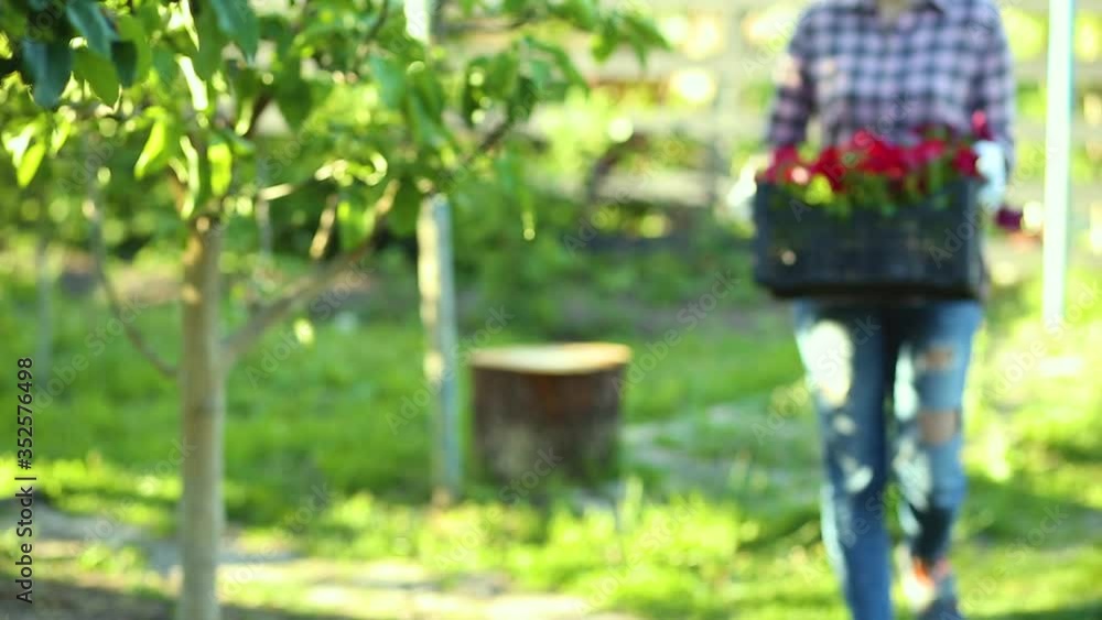 Vidéo Stock Florist hold box full of petunia flowers, and coming ...