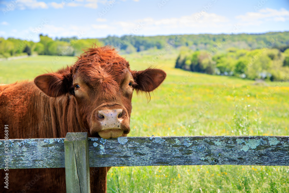 Cow leaning on fence in spring pasture Stock Photo | Adobe Stock