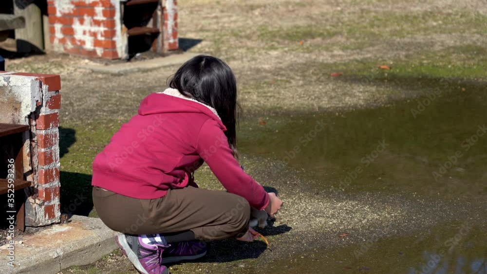 Feeding wild rabbits on Okunoshima ( Rabbit Island ). Numerous feral ...