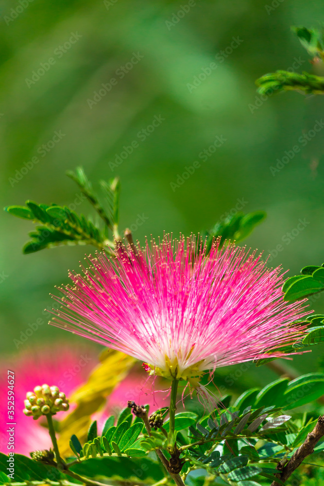 Beautiful Raintree flower (Samanea saman (Jacg.) Merr. ) at Thai flower ...
