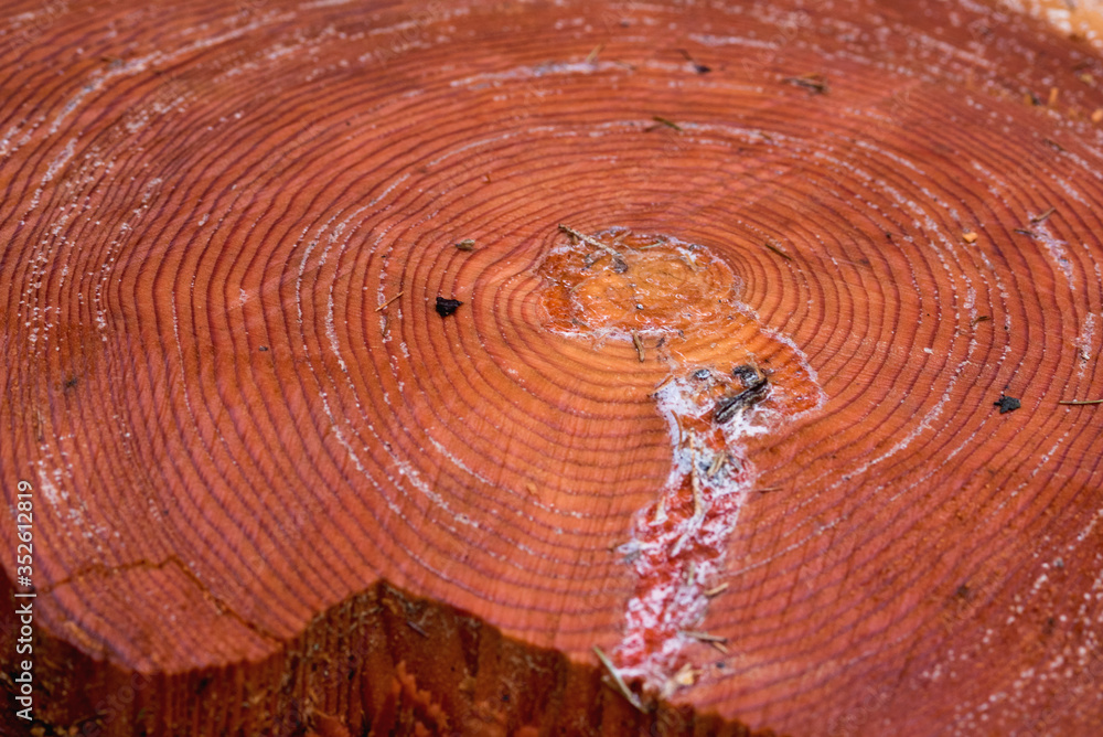 il tronco di un'albero tagliato e umido, presenta un intensa ...