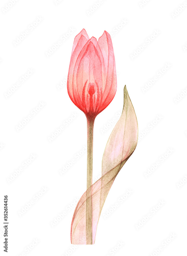 Single Pink Tulip Drawing
