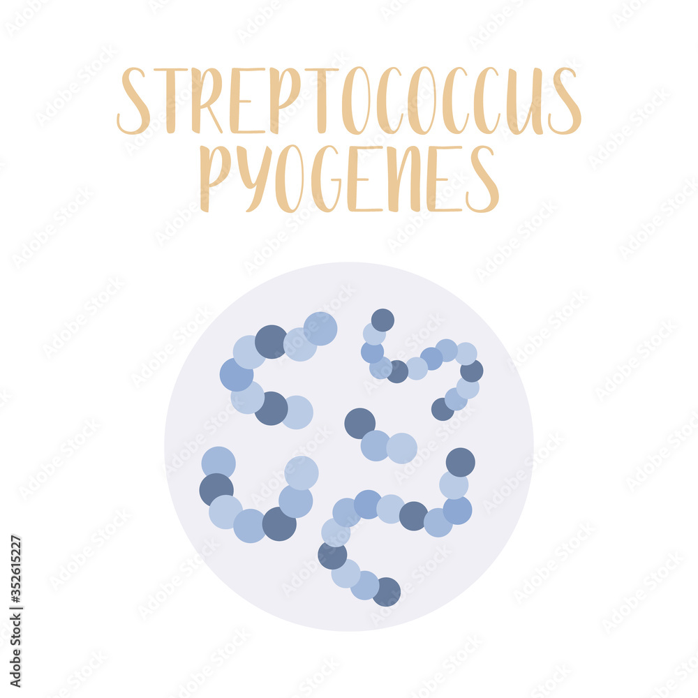 Streptococcus Pyogenes, pathogen. Spherical, gram-positive bacteria ...
