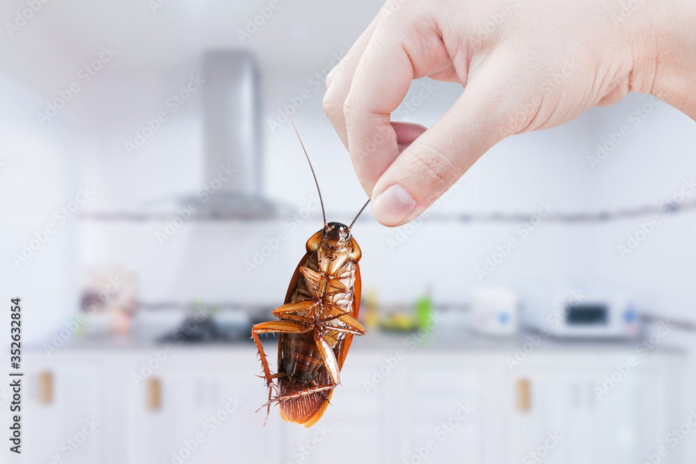 Hand holding Cockroach on kitchen background, eliminate cockroach in ...