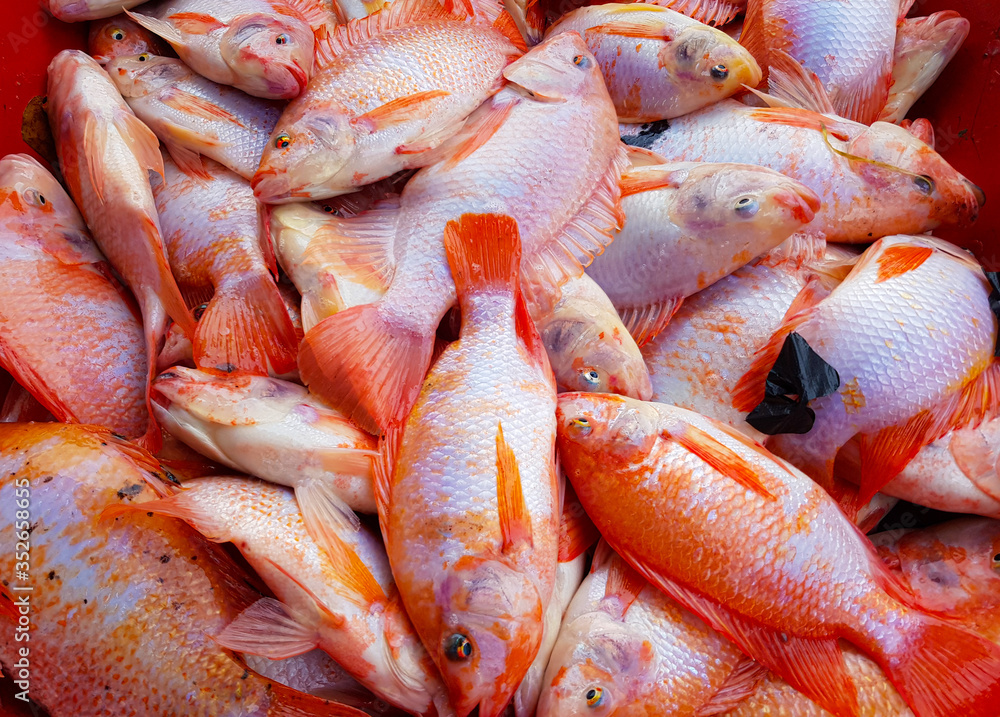 Freshwater red tilapia fish Stock Photo | Adobe Stock