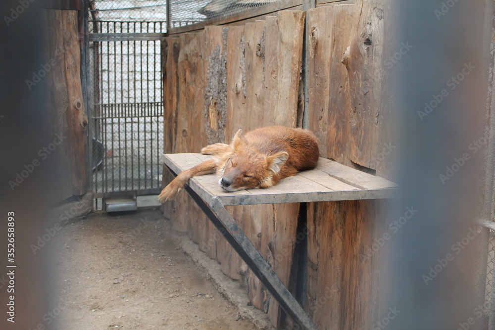 Wildlife. Beasts. Wild beast. Animals in the wild. Animals in the zoo ...