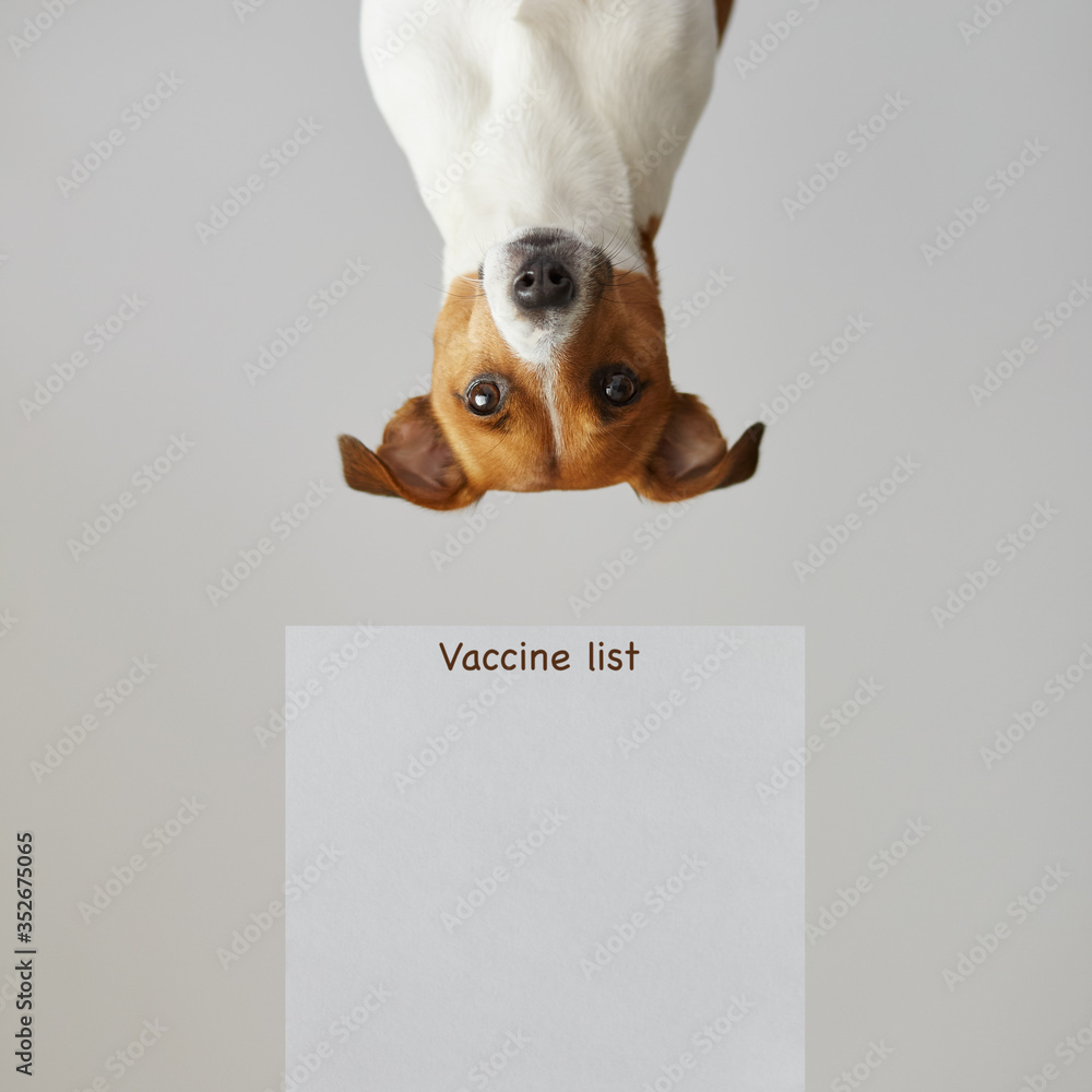 Foto de Portrait of a dog upside down with dog vaccination information ...