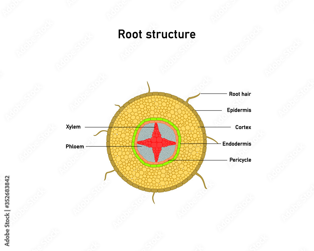 Root structure,cross sections of plants. Vector diagram Stock Vector ...