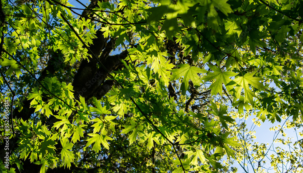 Looking up at new leaves on maple trees in a forest view, blue sky ...
